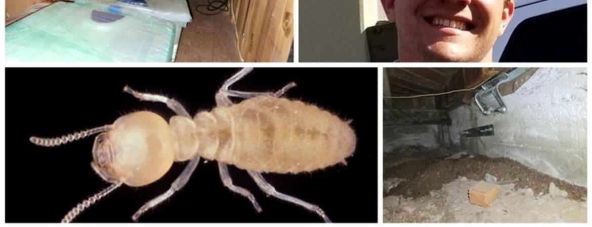 Formosan Termites Confirmed in Two New Southern California Locations ...