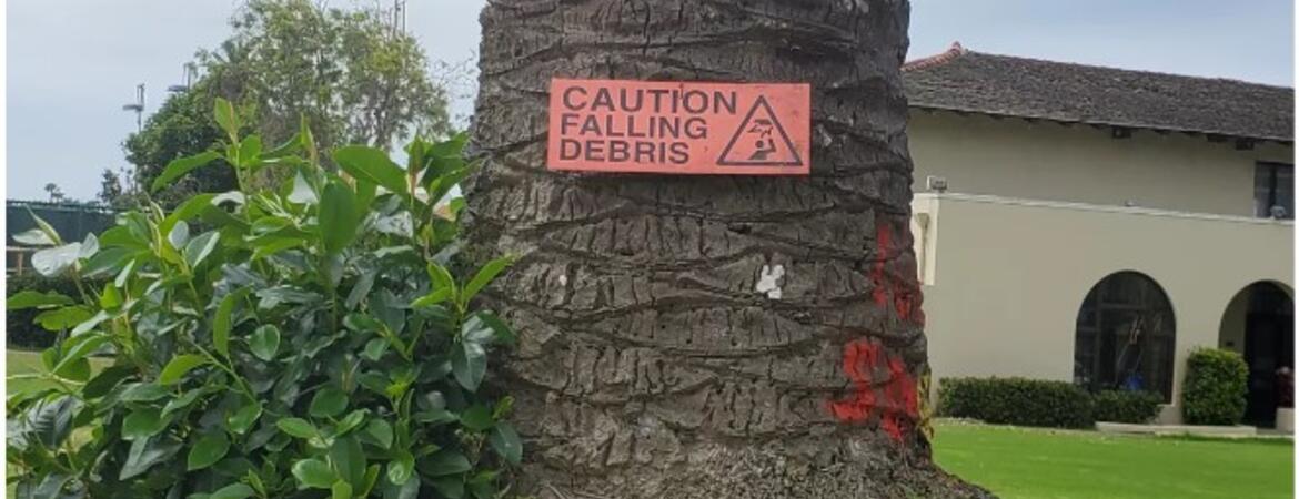 Palm weevil infestation hits tree on La Jolla Rec Center grounds ...