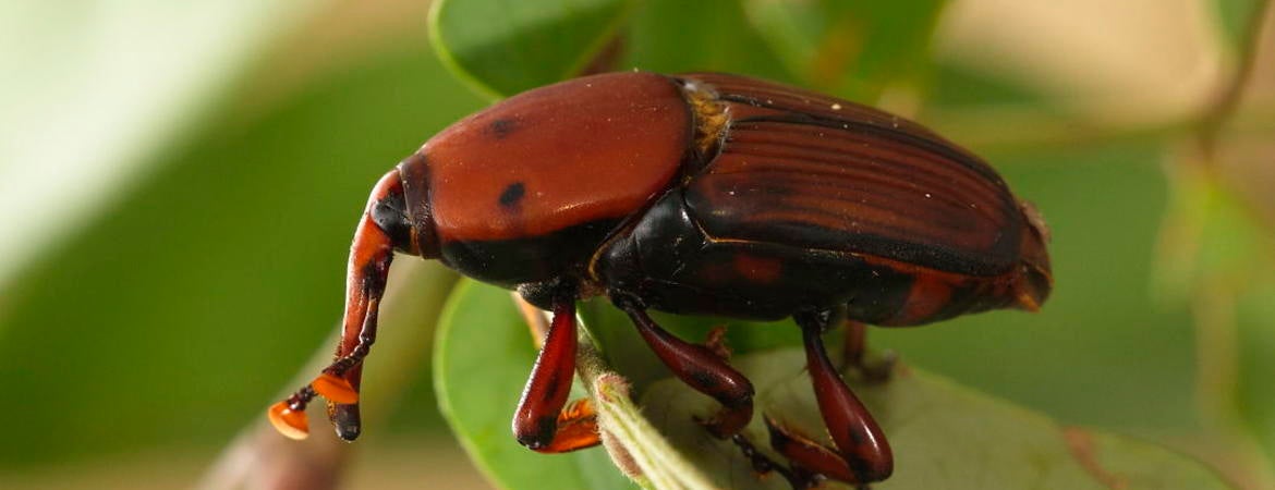 A Date Crisis With an Evil Weevil | Department of Entomology